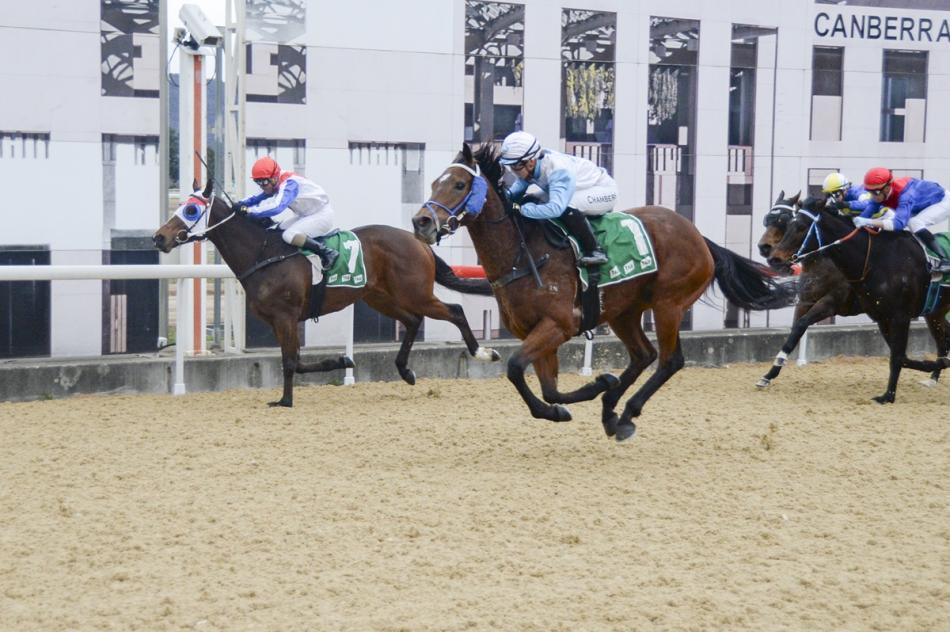 Canberra Horse of the Year to come down to final meeting - Thoroughbred ...